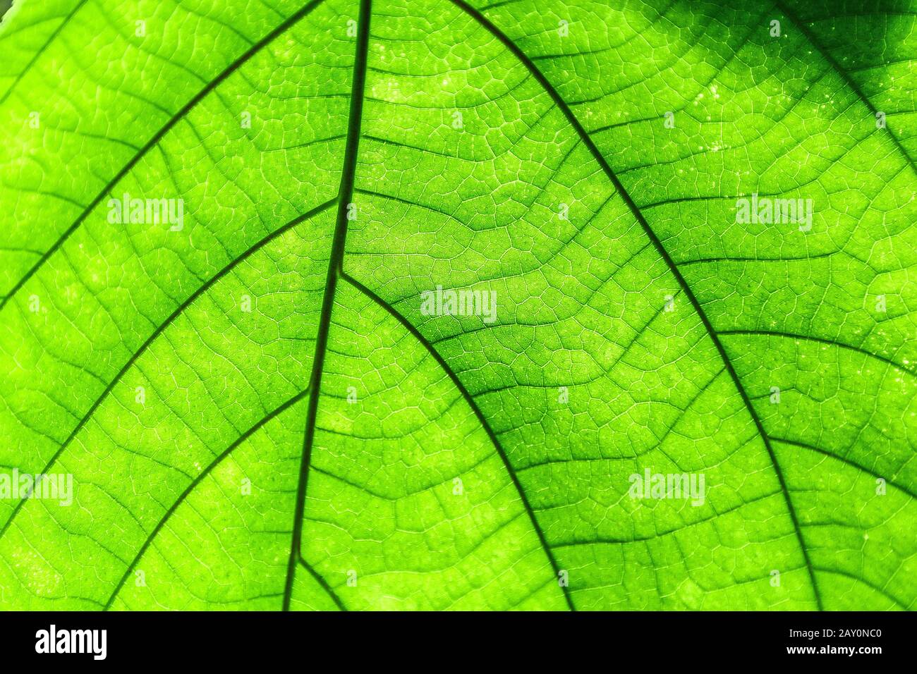 leaf textures close-up in botanical garden Stock Photo - Alamy