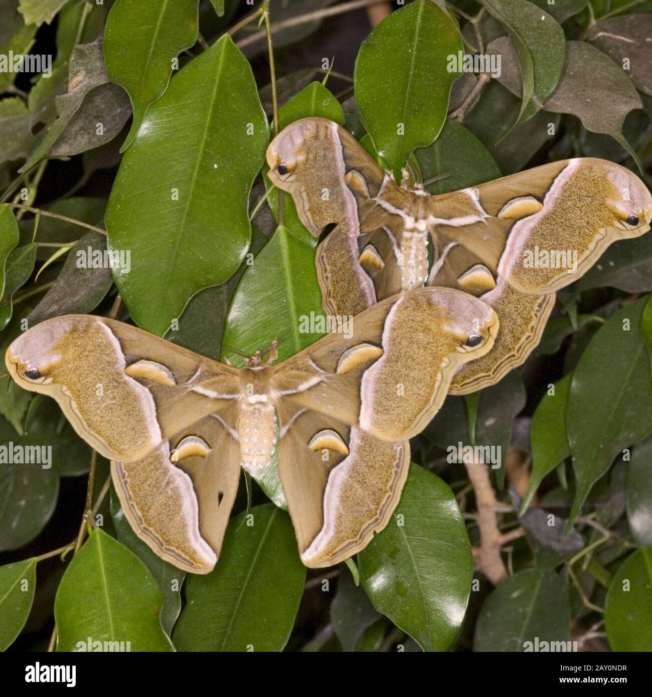 God Tree Spinner (Samia cynthia) - Samia cynthia Stock Photo - Alamy