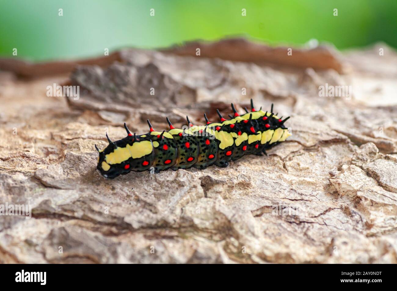 Indian larva caterpillar hi-res stock photography and images - Alamy