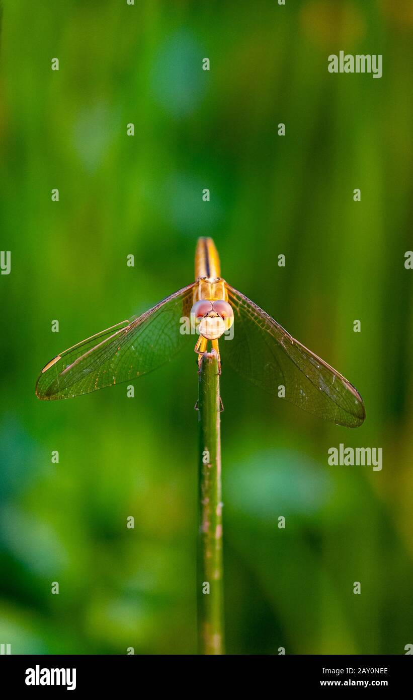 Scarlet dragon hi-res stock photography and images - Alamy