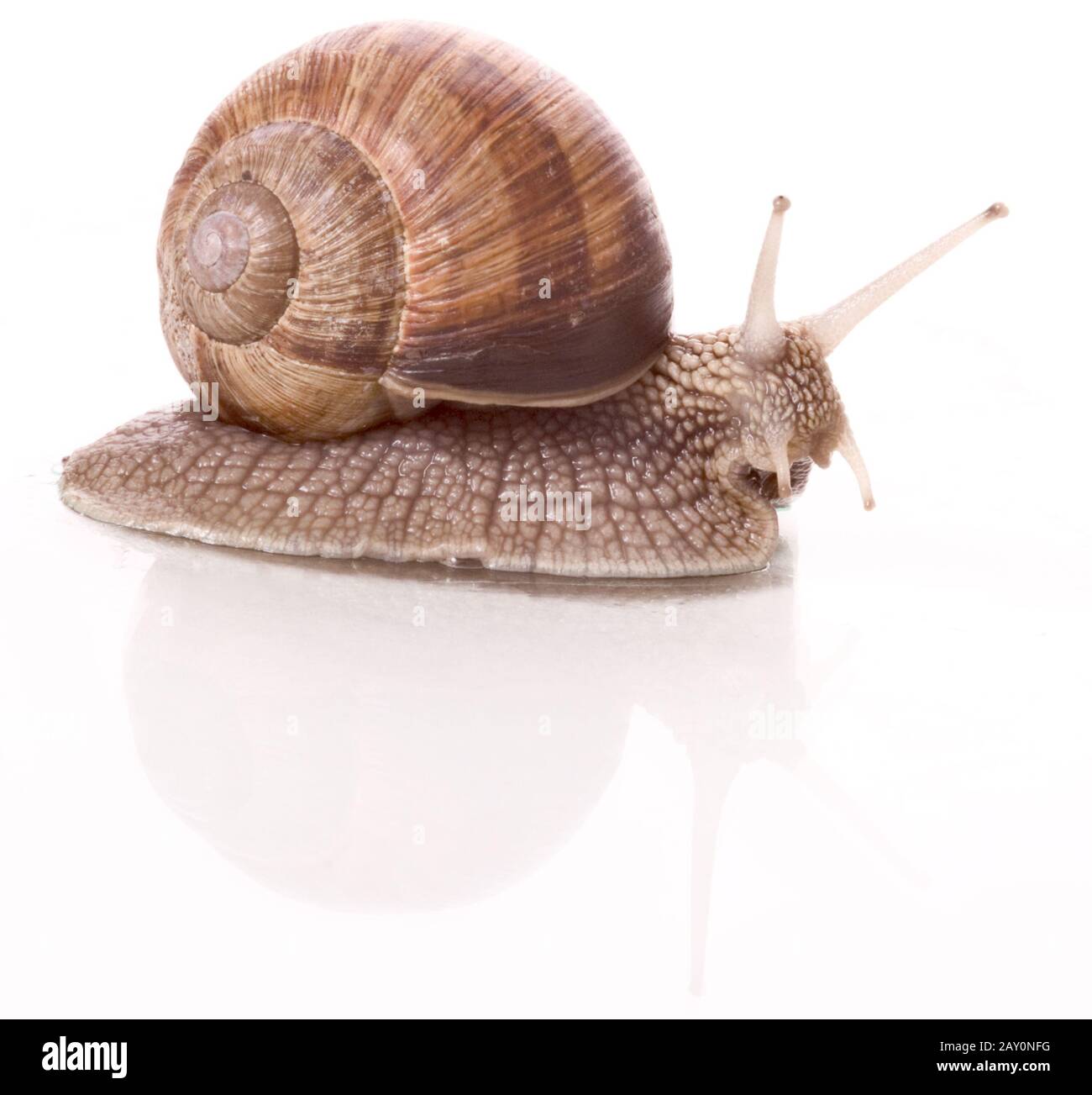 Helix pomatia - Helix pomatia - Snail Stock Photo - Alamy