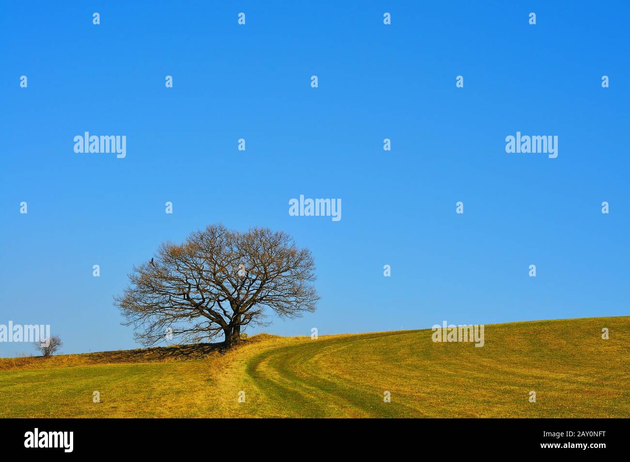 Old deciduous tree hi-res stock photography and images - Alamy