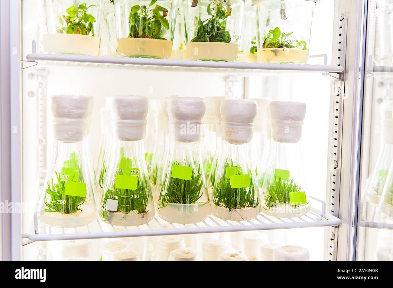 transgenic plants growing in growth chamber in biotechnological ...
