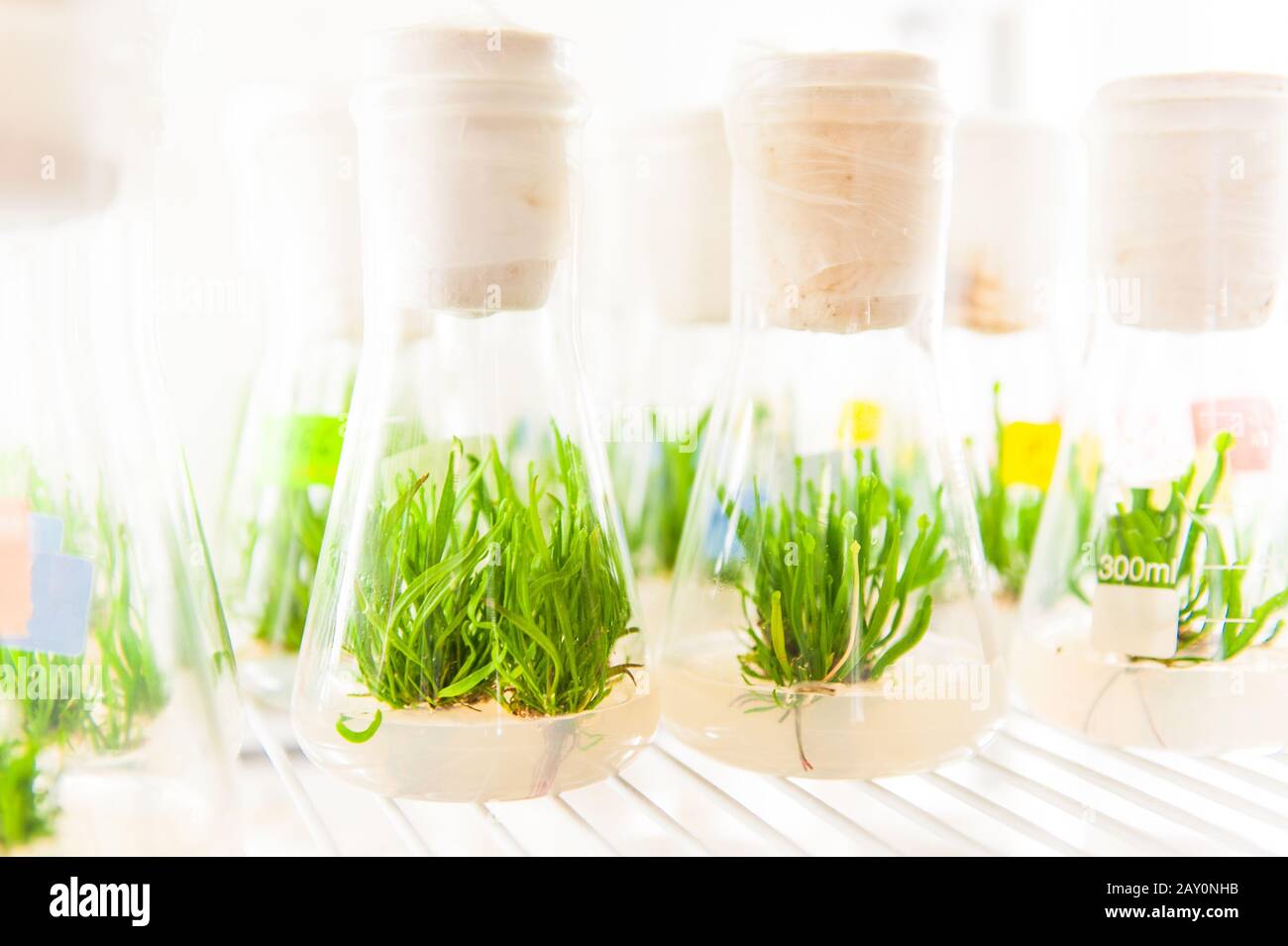 plants in erlenmeyer flask in laboratory Stock Photo - Alamy