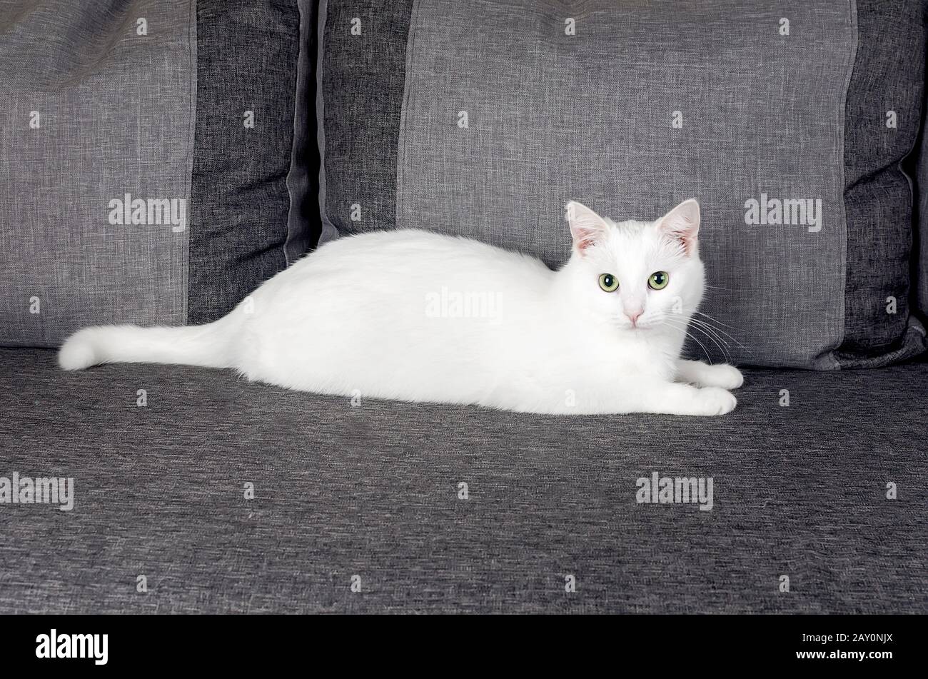 Portrait of Cute Turkish Angora cat with green eyes, 1 year 10 months ...