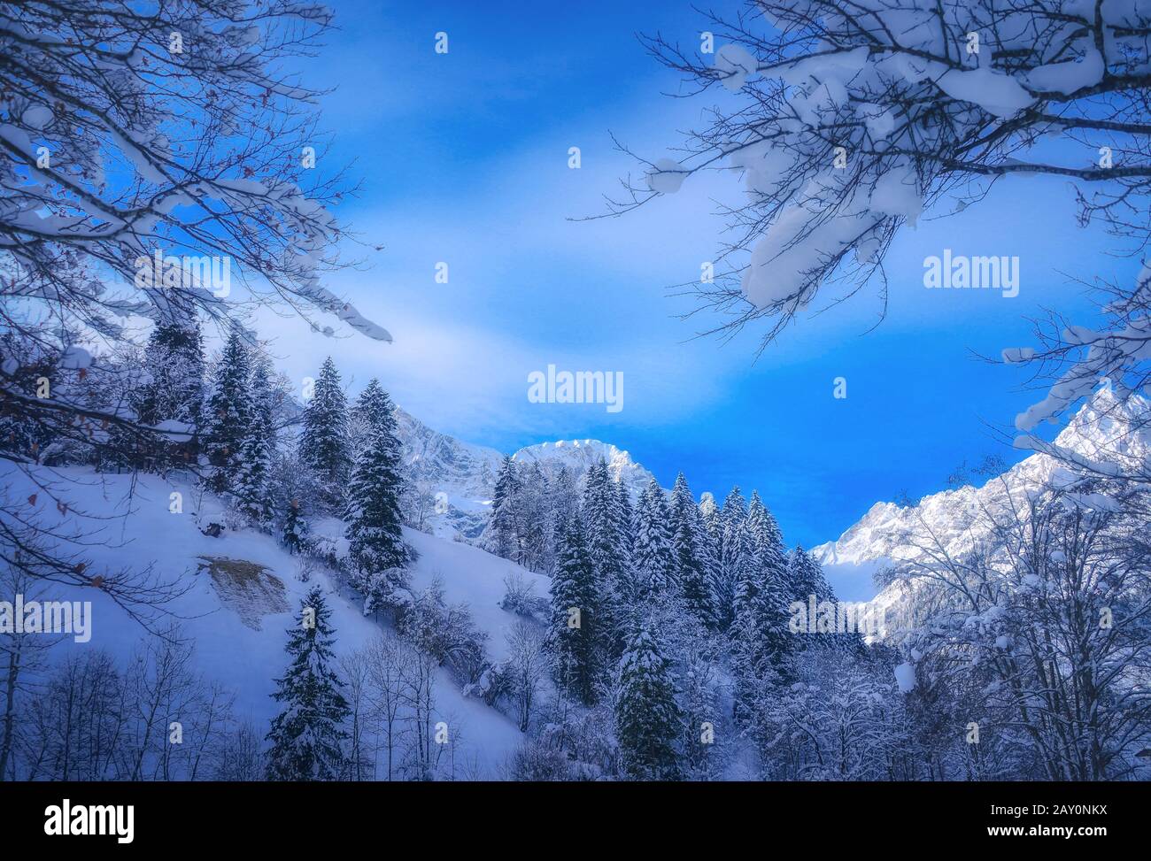 Frozen alpine forest hi-res stock photography and images - Alamy