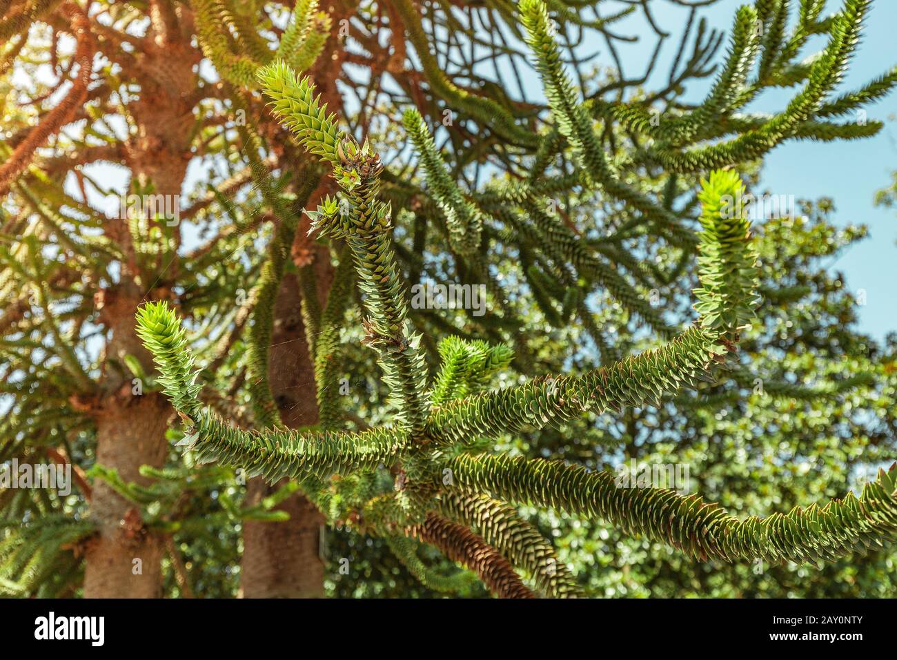 Closeup of unusual and endangerous Monkey tail Tree or araucaria ...