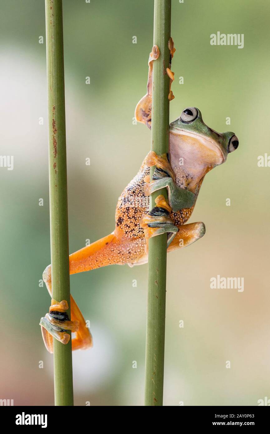 Javan tree frog climbing a plant, Indonesia Stock Photo - Alamy