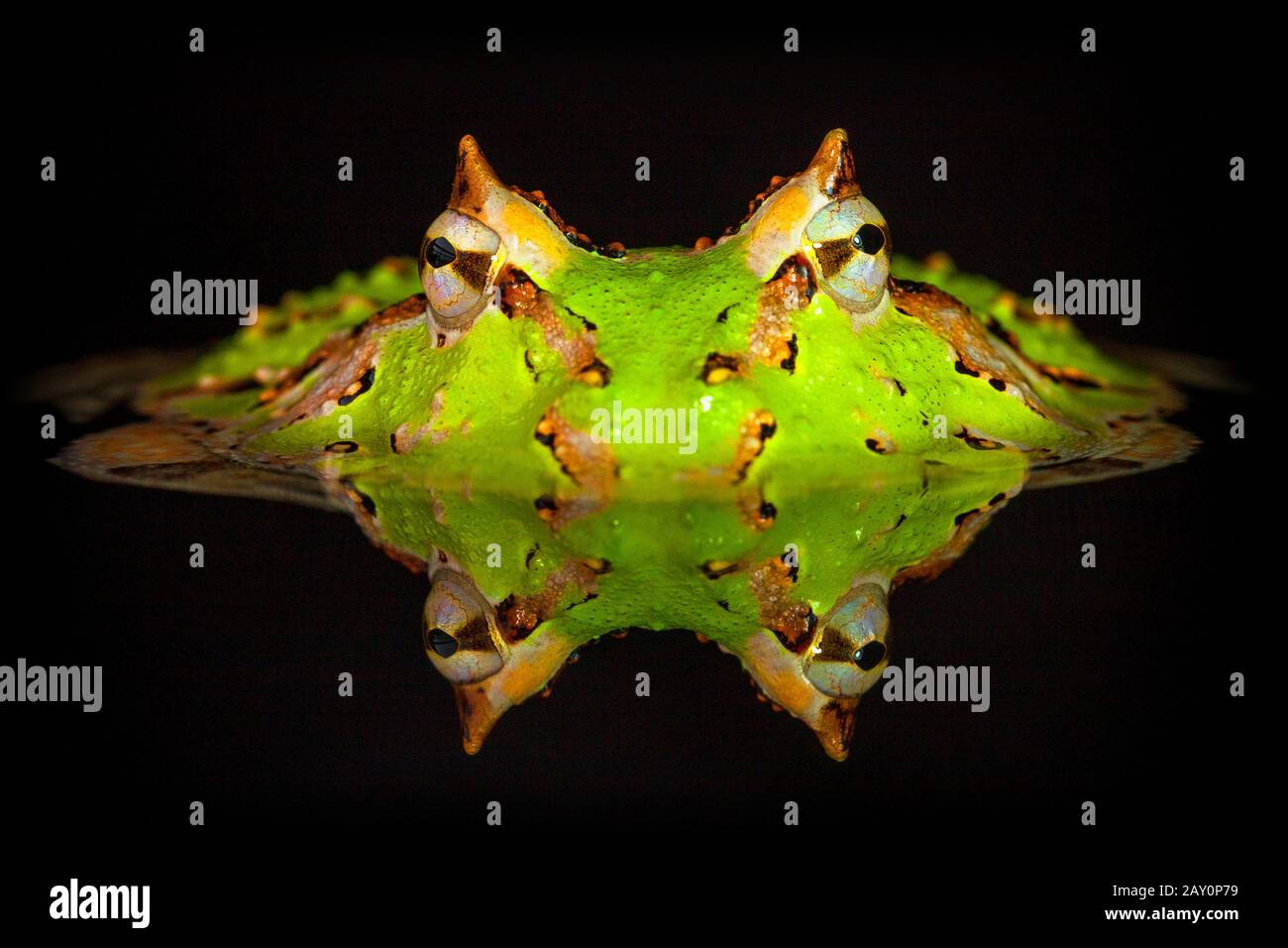 Ceratophrys hi-res stock photography and images - Alamy