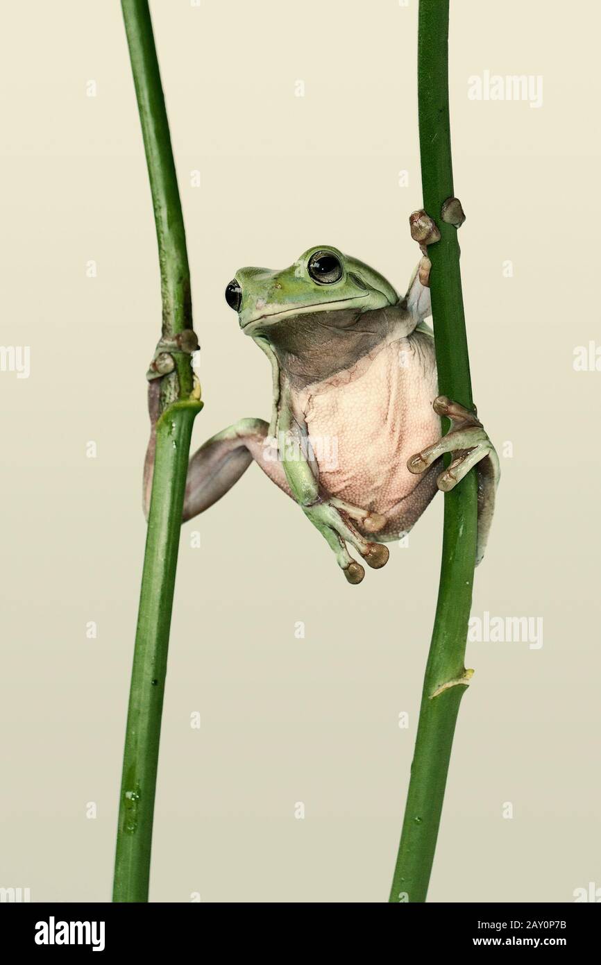 Dumpy tree frog on a plant, Indonesia Stock Photo - Alamy