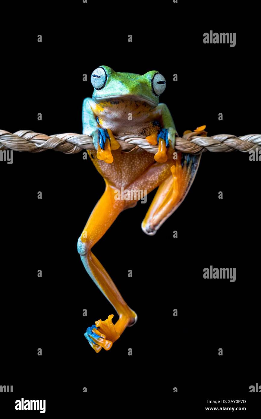 Pull ups tree hi-res stock photography and images - Alamy