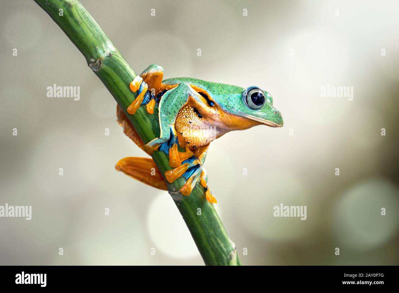 Close up javan tree hi-res stock photography and images - Alamy