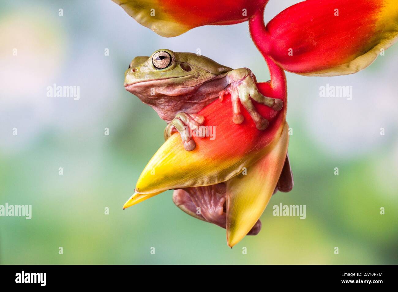 Dumpy tree frog on a flower, Indonesia Stock Photo - Alamy