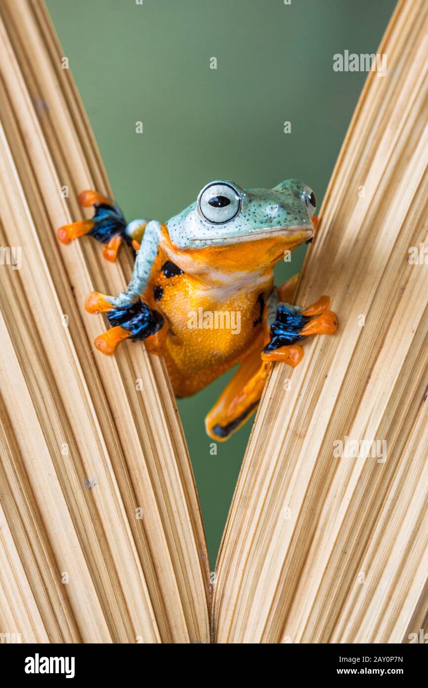 Javan tree frog on a plant, Indonesia Stock Photo - Alamy