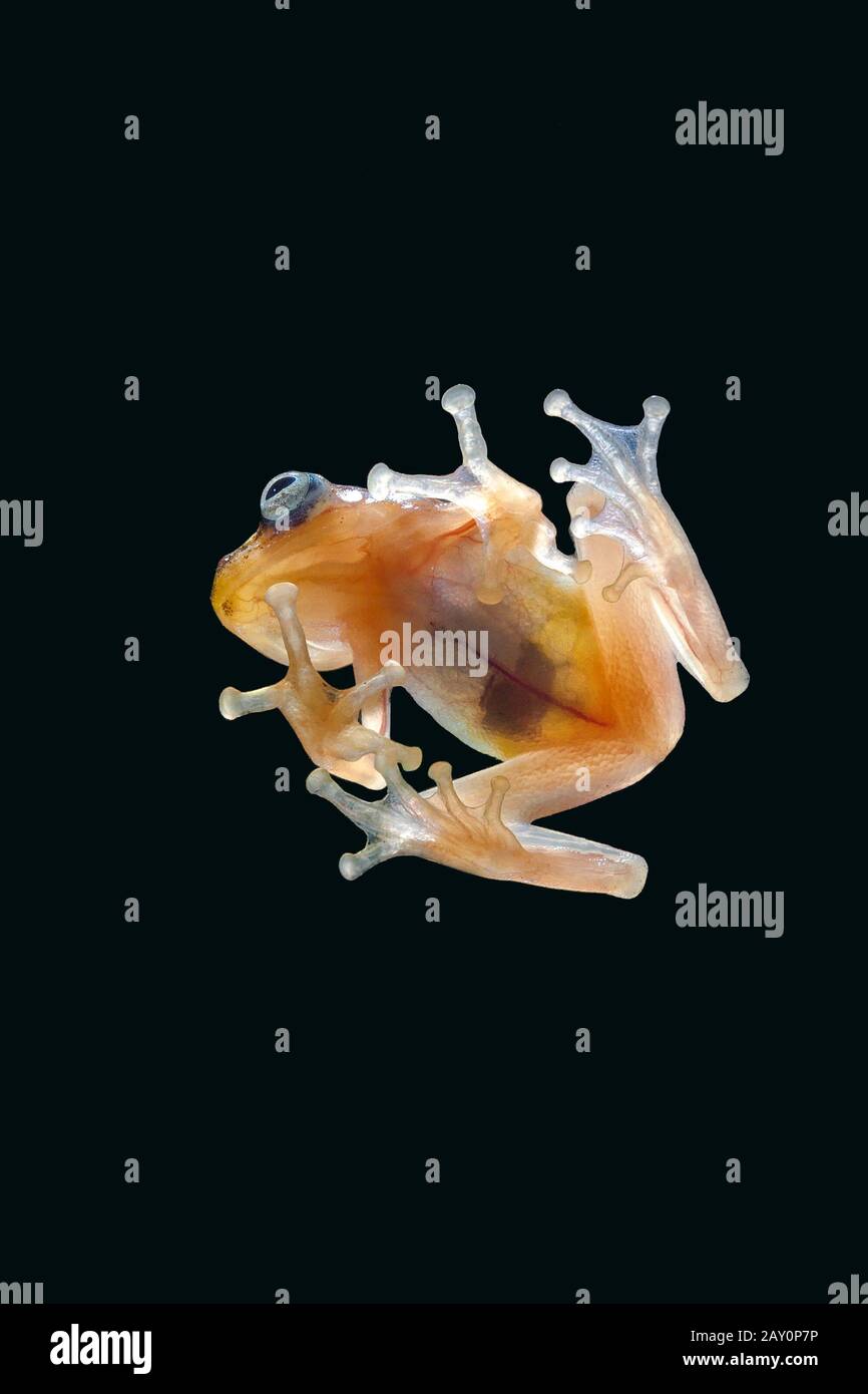 Transparent glass frog hi-res stock photography and images - Alamy