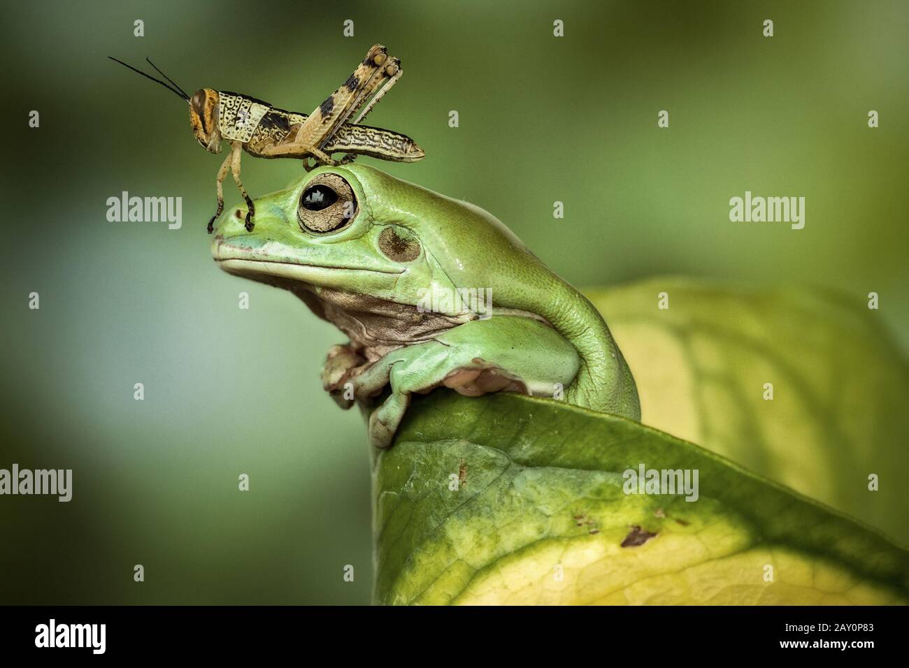 Frog Eating Grasshopper