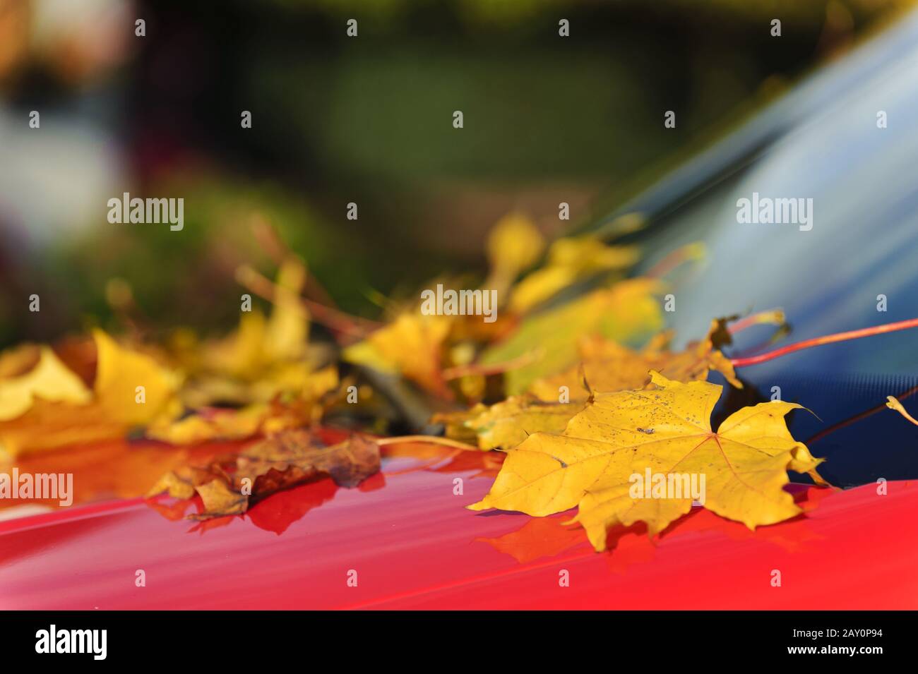 Foliage on the car Stock Photo - Alamy