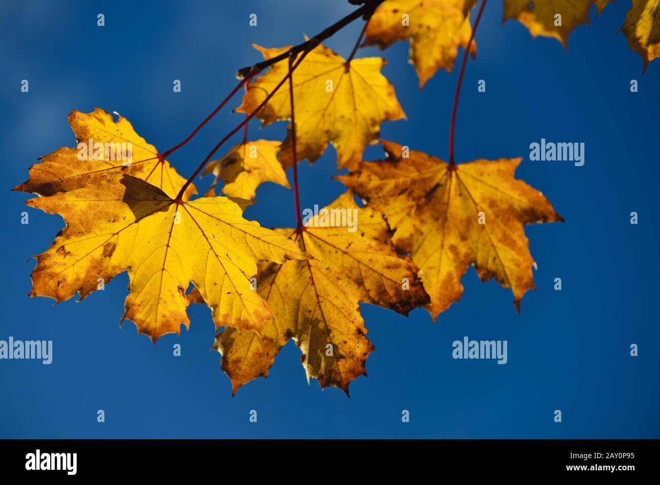 Plane tree autumn hi-res stock photography and images - Alamy
