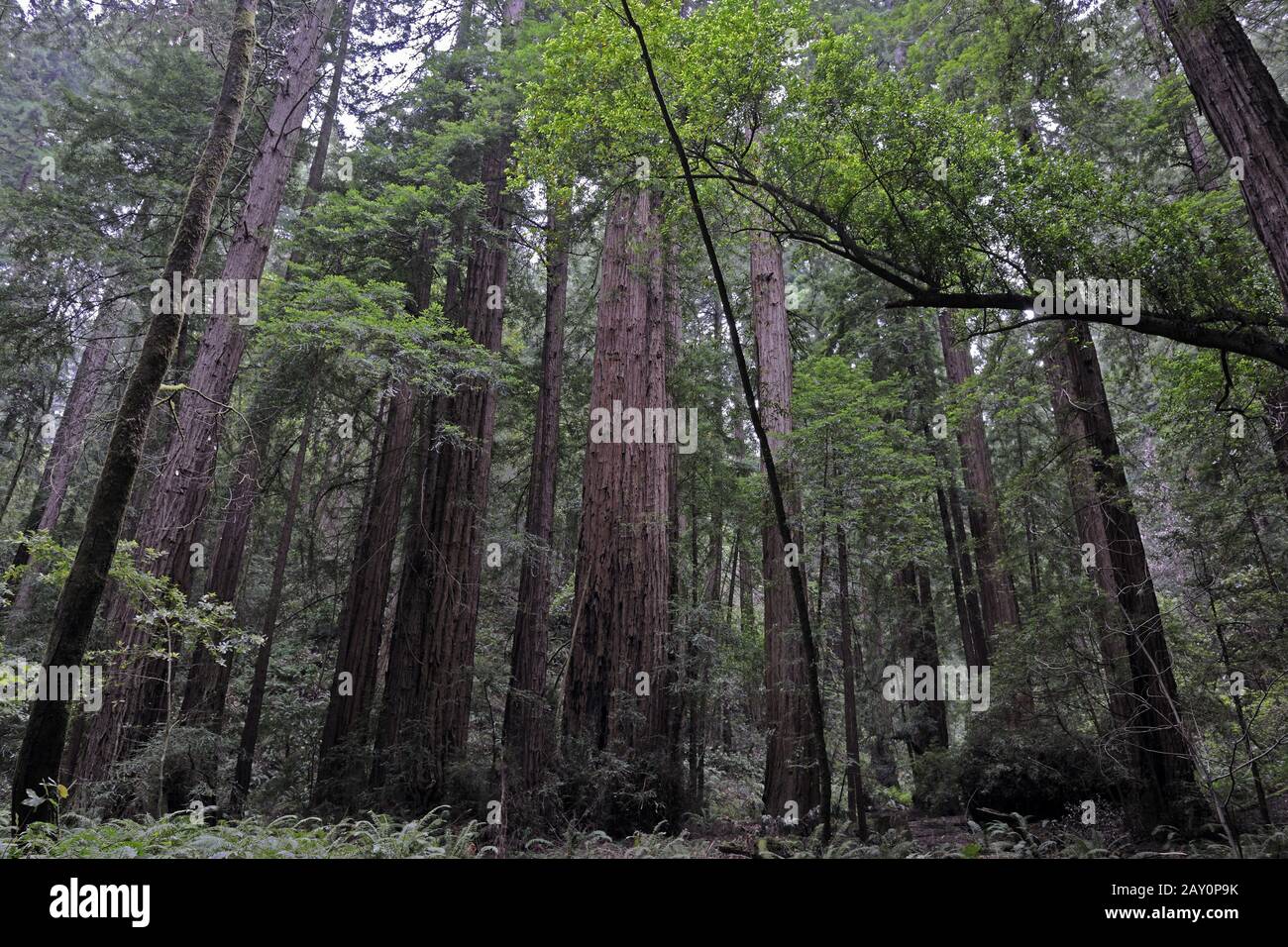 Vegetation and coastal sequoias, redwoods, Sequoia sempervire Stock ...
