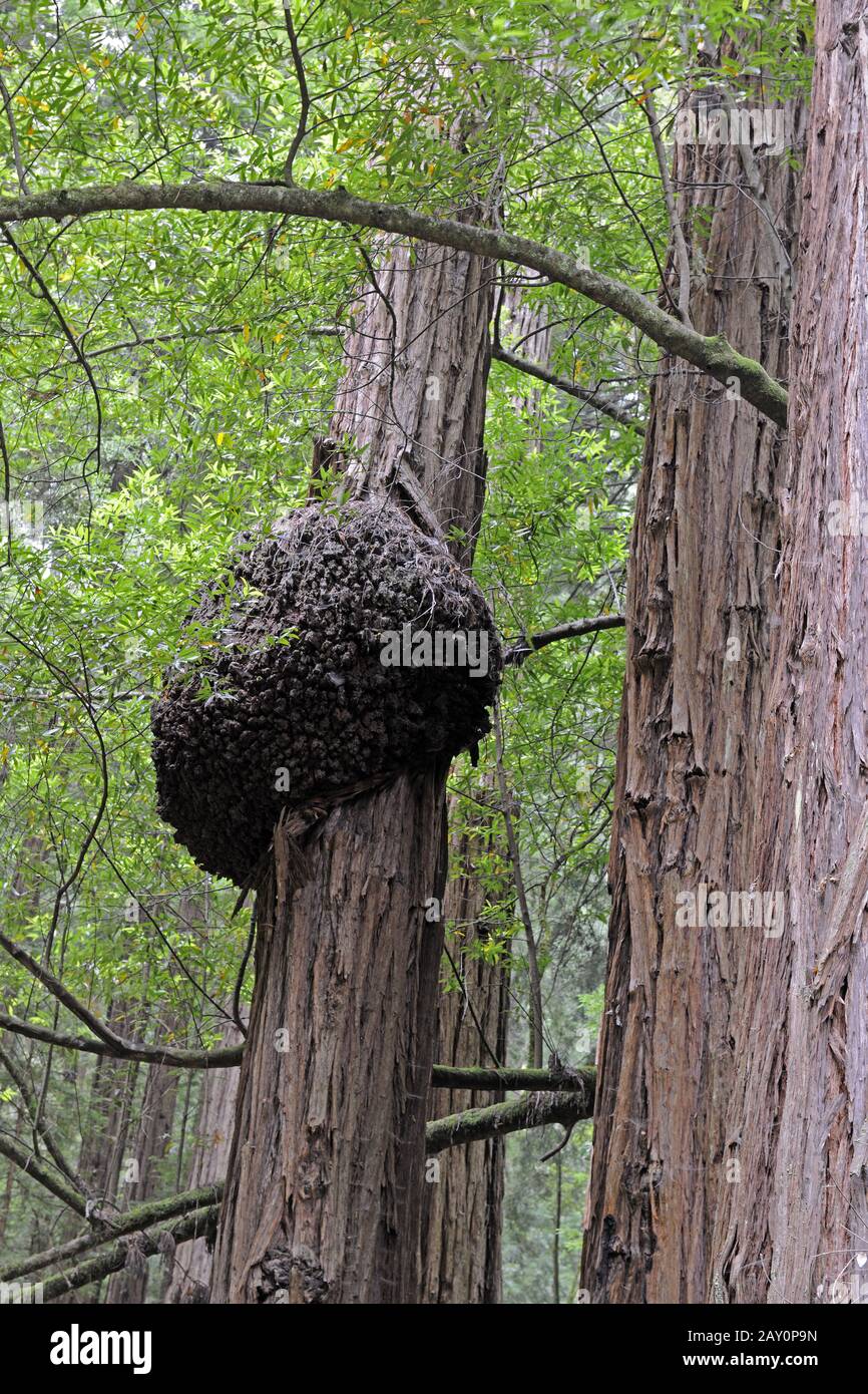 Tree fungus on a coastal redwood, redwoods, Sequoia sempervir Stock ...