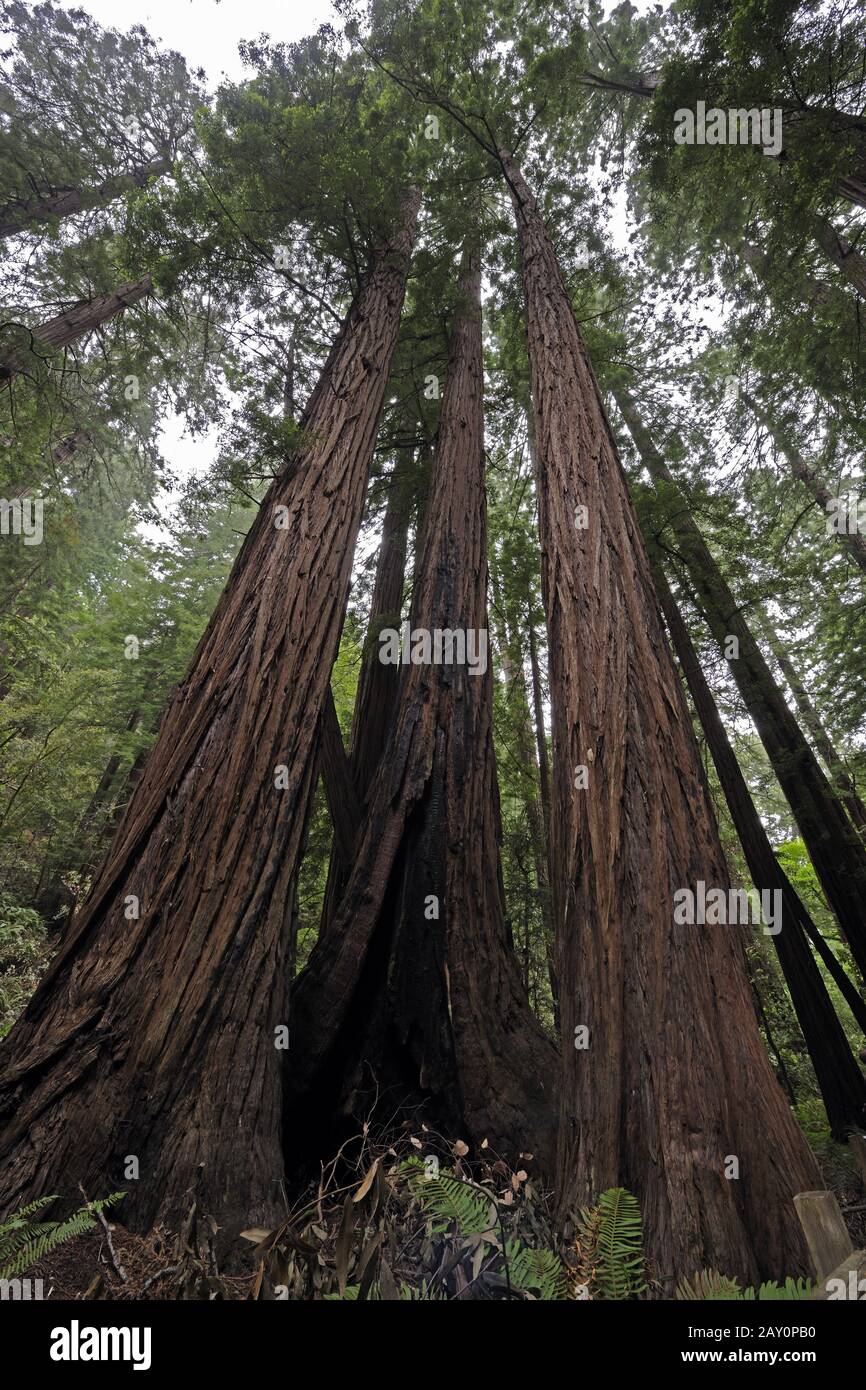 Vegetation and coastal sequoias, redwoods, Sequoia sempervire Stock ...