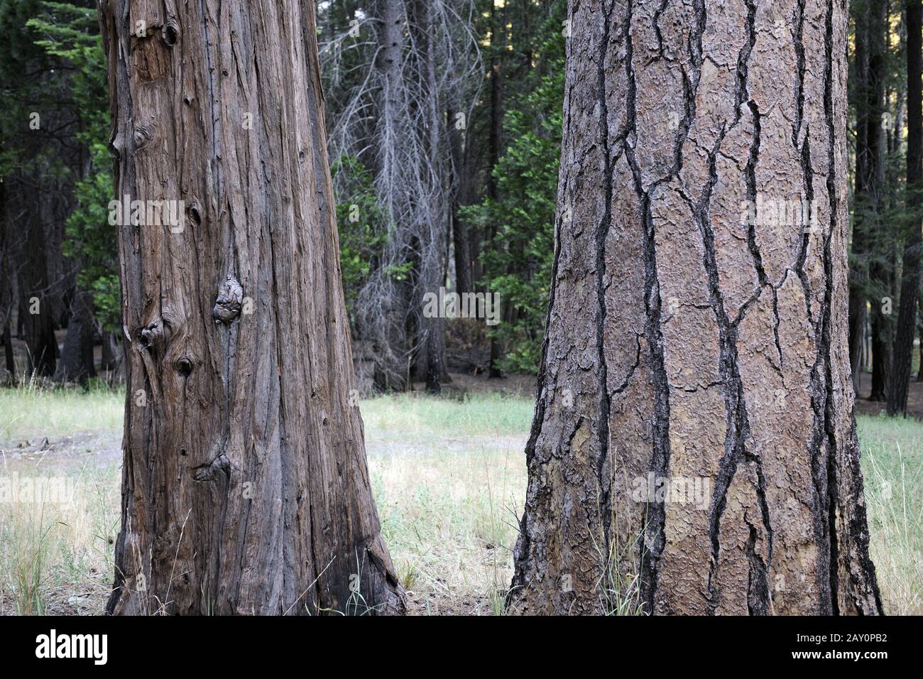 Comparison of tree trunks in Yosemite National Park, left sequoia ...