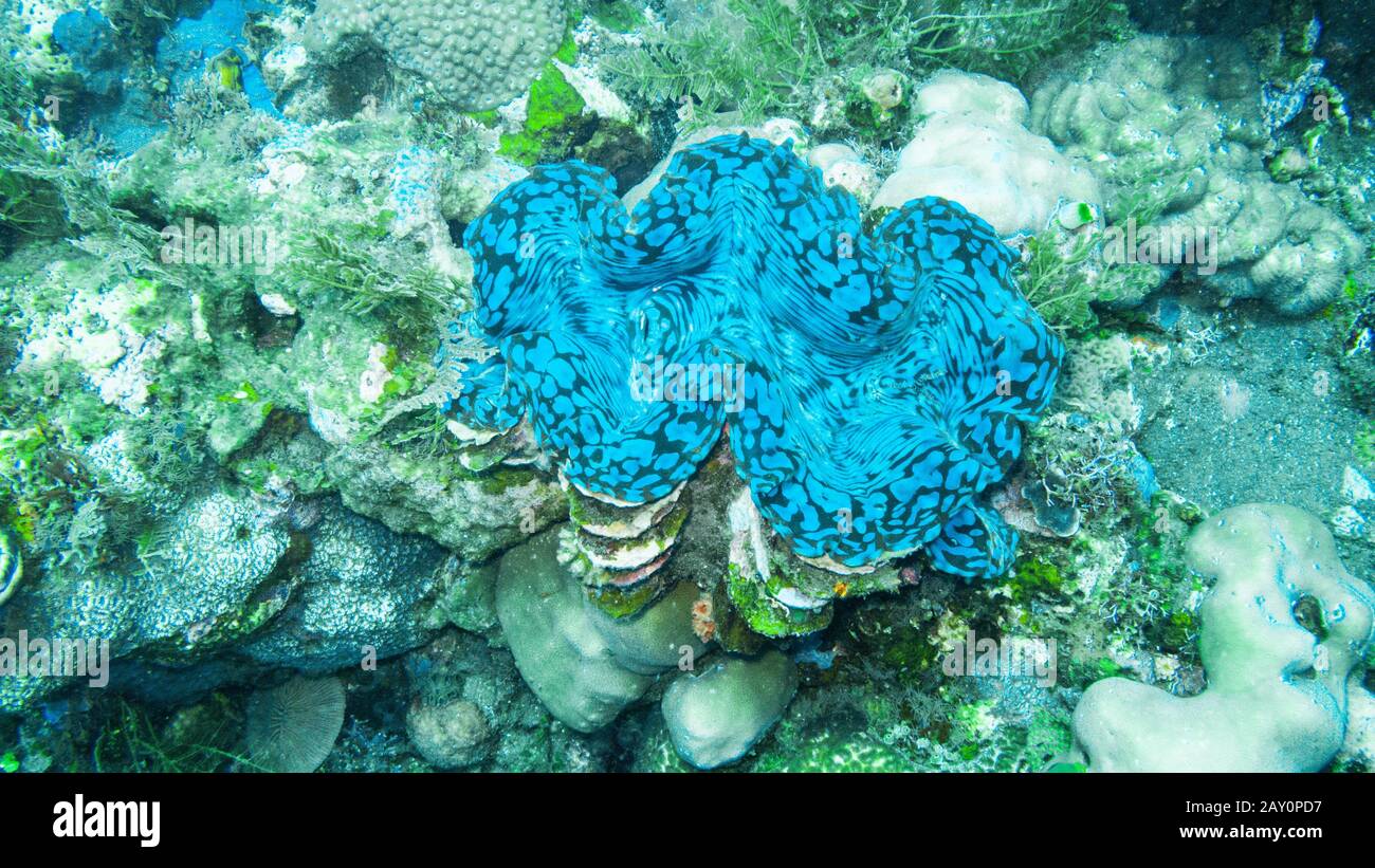A beautiful blue clam photographed on a reef off the east coast of Bali ...