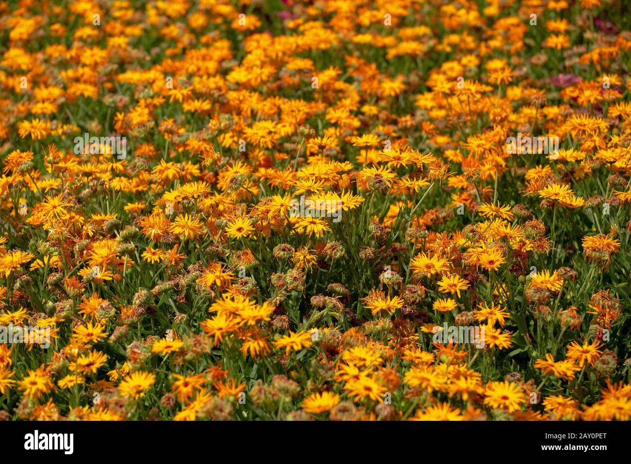 Colorful Cosmos bipinnatus flower field in botanical garden Stock Photo ...