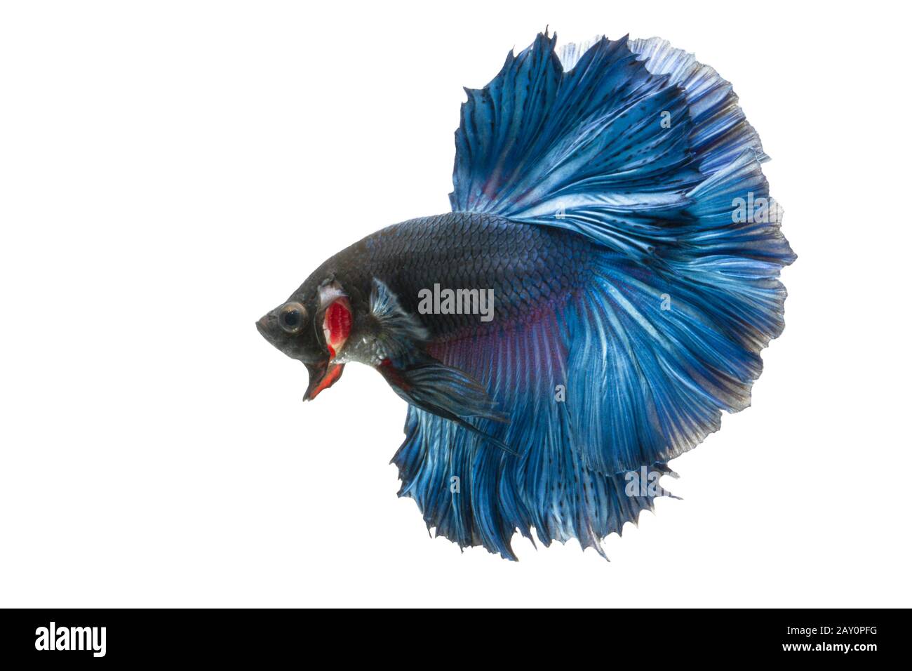 Portrait of a blue betta fish Stock Photo - Alamy