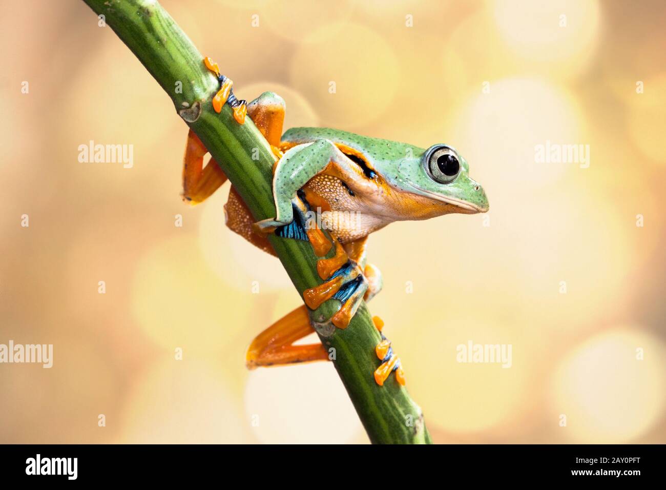 Javan tree frog on a plant, Indonesia Stock Photo - Alamy