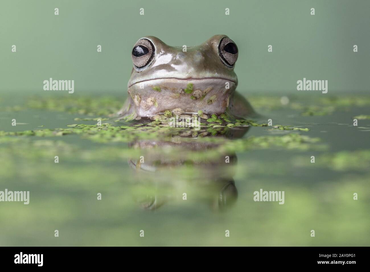 Dumpy tree frog in a duckweed pond, Indonesia Stock Photo - Alamy