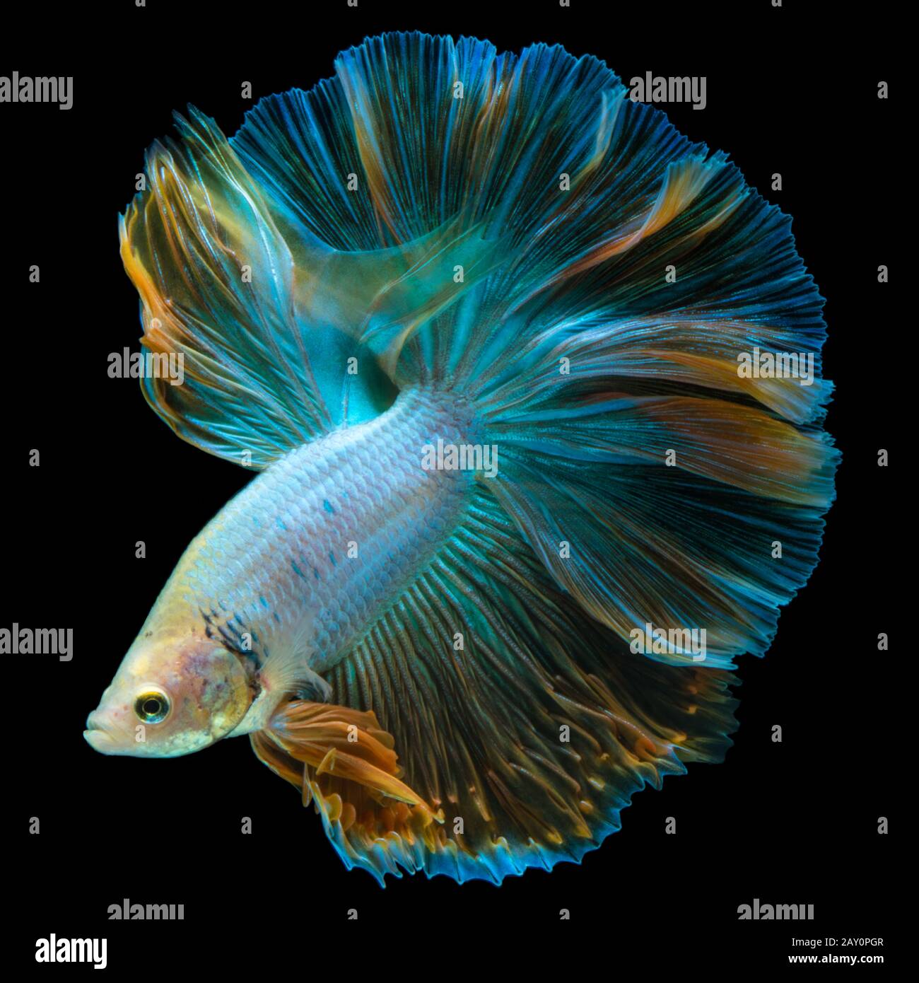Portrait of a turquoise betta fish Stock Photo - Alamy