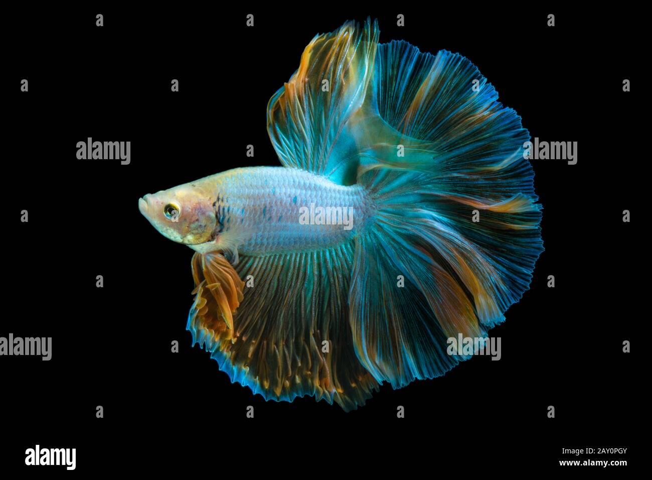 Tank turquoise hi-res stock photography and images - Alamy