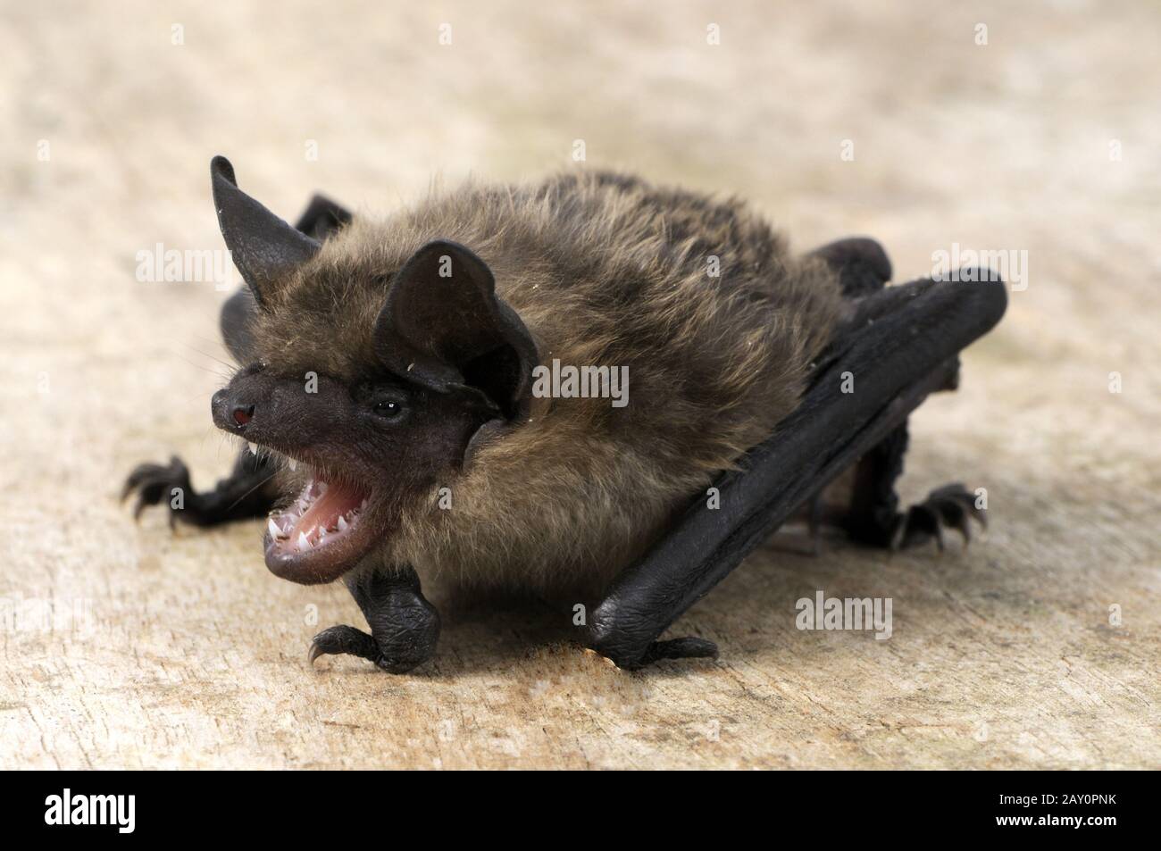 Breitfluegelfledermaus, Eptesicus serotinus, Serotine Bat Stock Photo ...