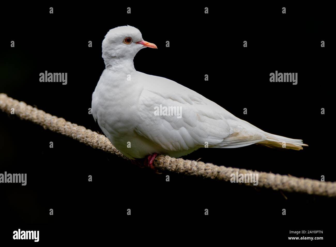 White pigeon side view hi-res stock photography and images - Alamy