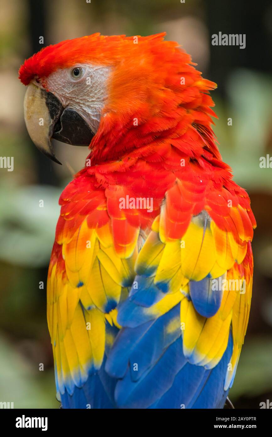 Close-up portrait of a macaw, Indonesia Stock Photo - Alamy