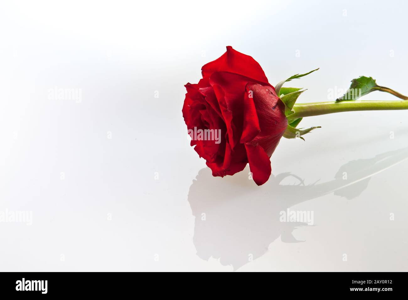 Red rose against a white background Stock Photo - Alamy