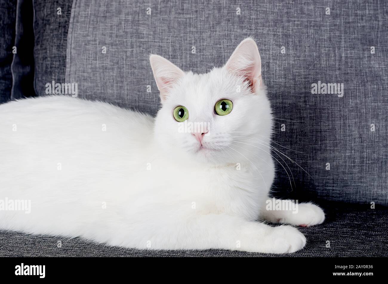Fluffy White Cat Green Eyes