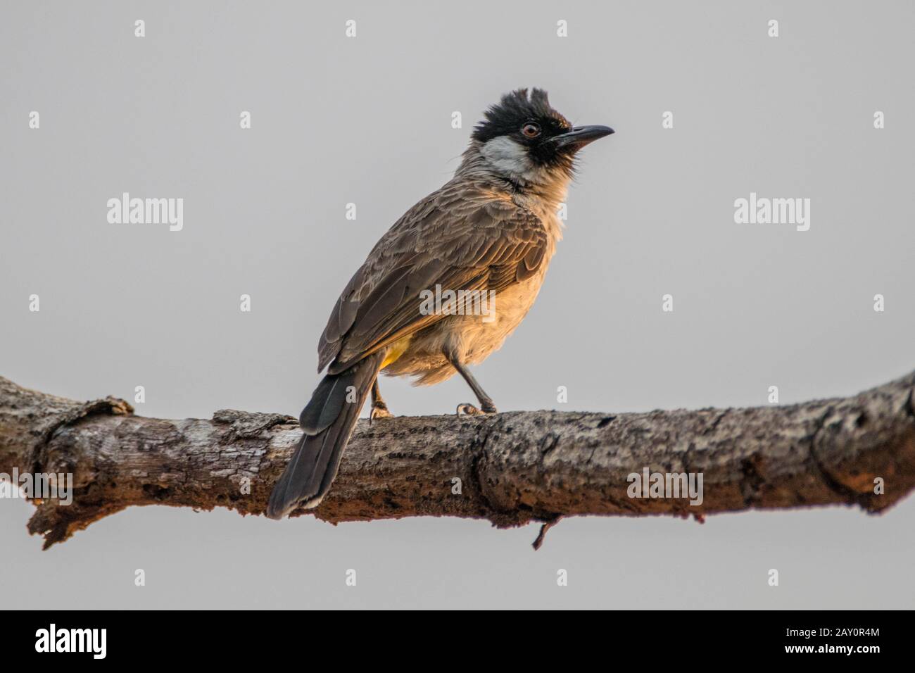 Sooty-headed bulbul bird on a branch, Indonesia Stock Photo - Alamy
