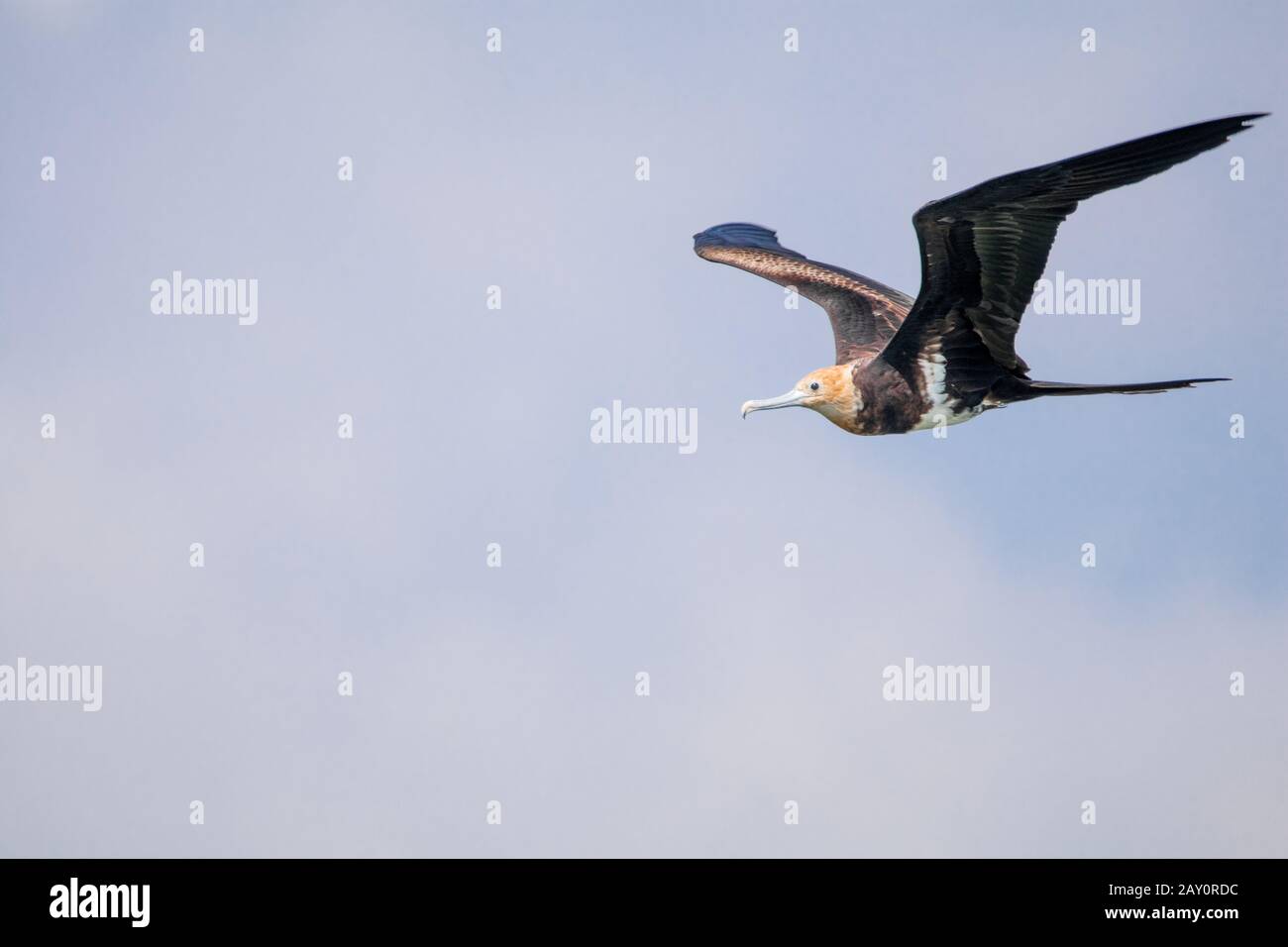 Frigatebird bird hi-res stock photography and images - Alamy