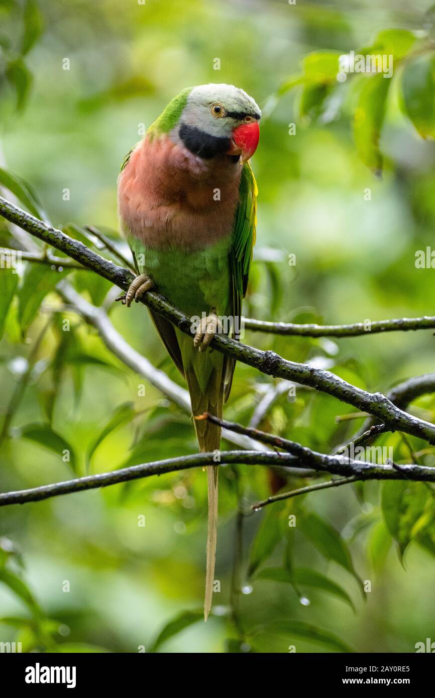 Red breasted parakeet hi-res stock photography and images - Alamy