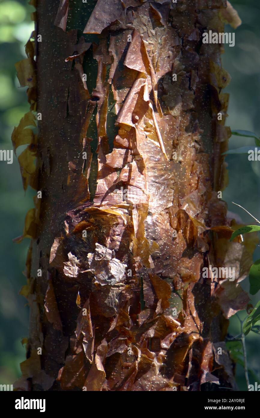 Gumbo limbo tree hi-res stock photography and images - Alamy