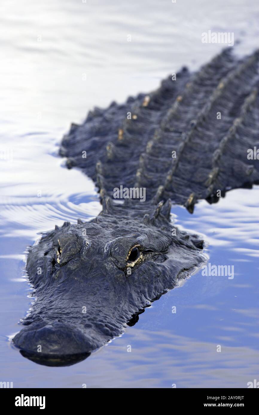 Mississippi-Alligator - Alligator mississippiensis - American Alligator ...