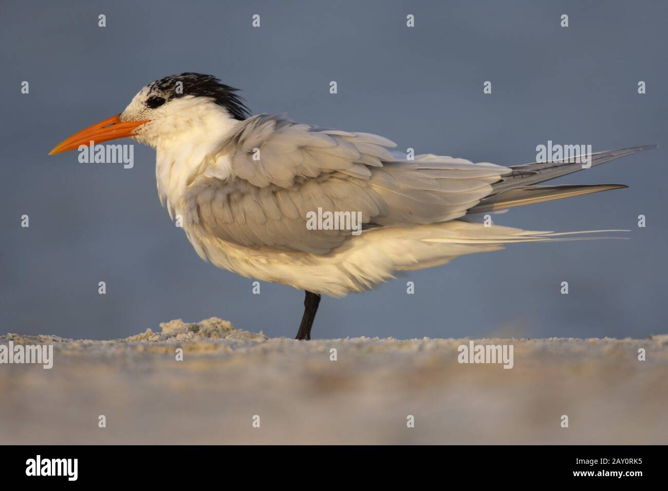 African tern hi-res stock photography and images - Alamy