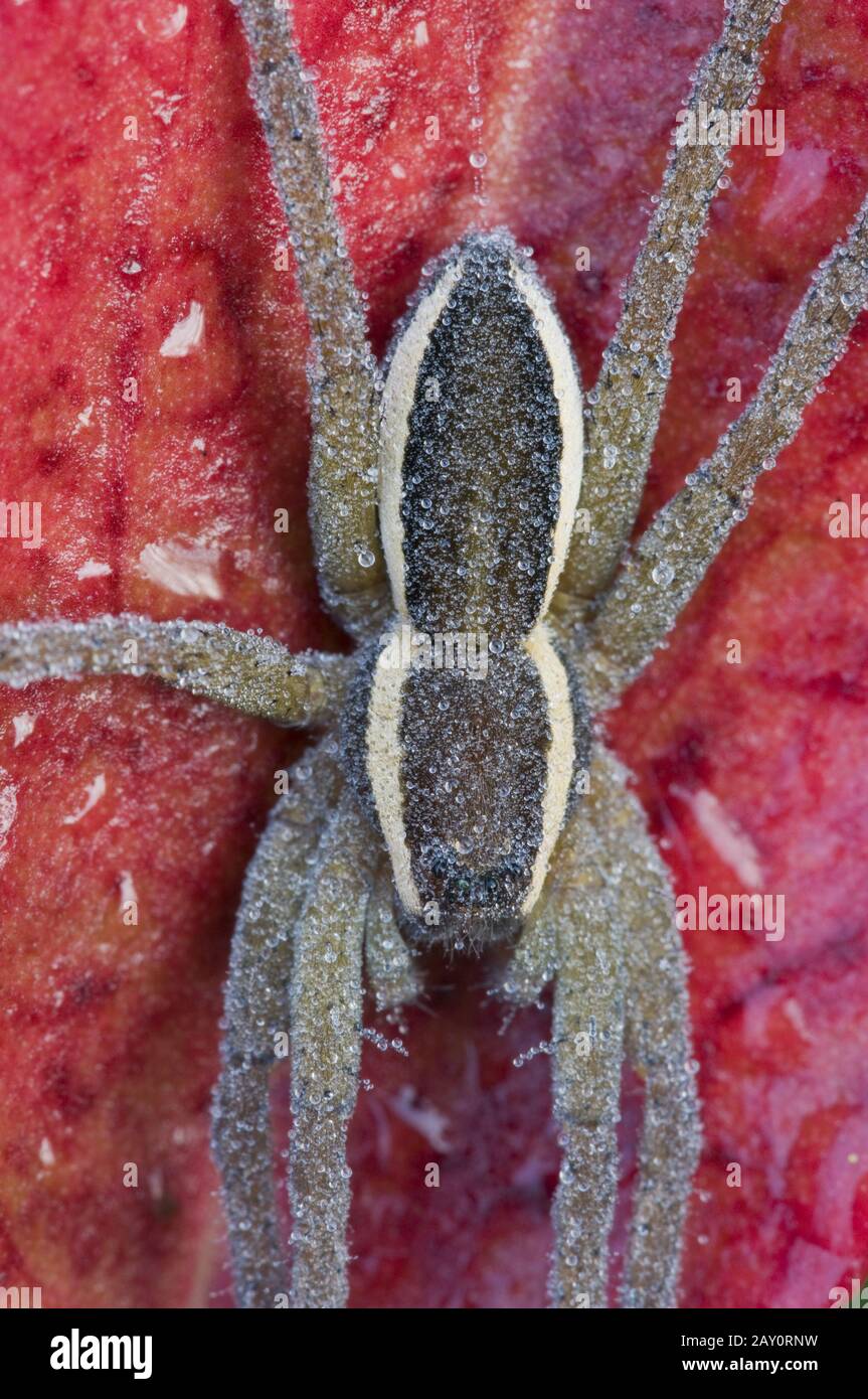 Gerandete Jagdspinne / Raft spider / Dolomedes fimbriatus Stock Photo ...