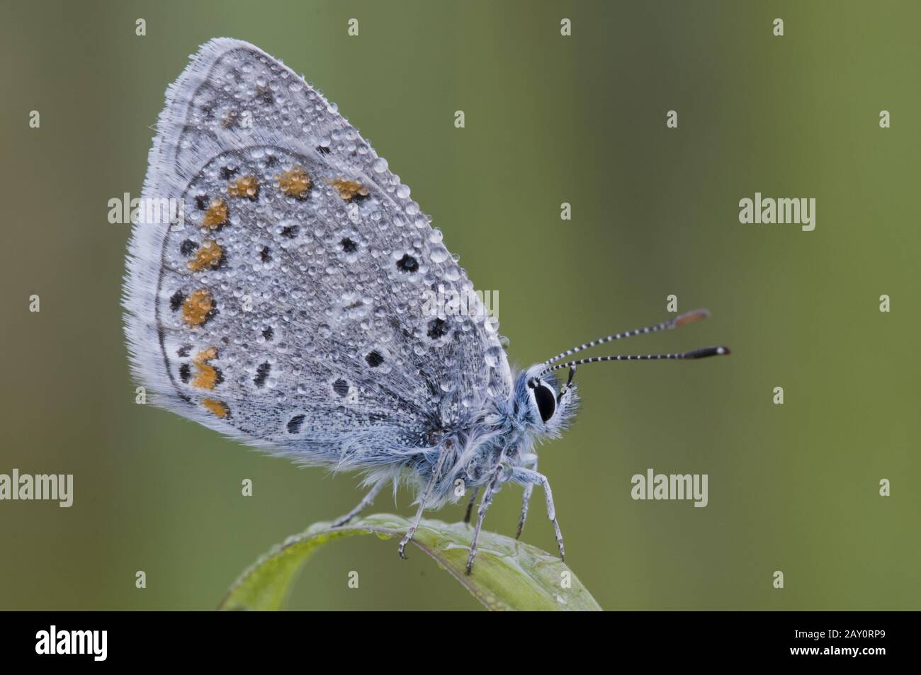 Idas-Bläulinge / Idas Blue Butterfly / Plebeius idas Stock Photo - Alamy