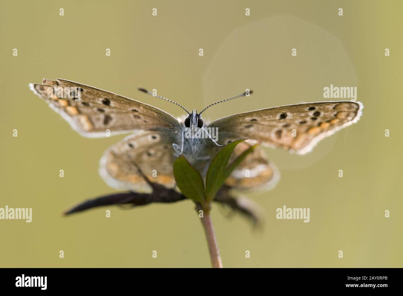 Idas-Bläulinge / Idas Blue Butterfly / Plebeius idas Stock Photo - Alamy