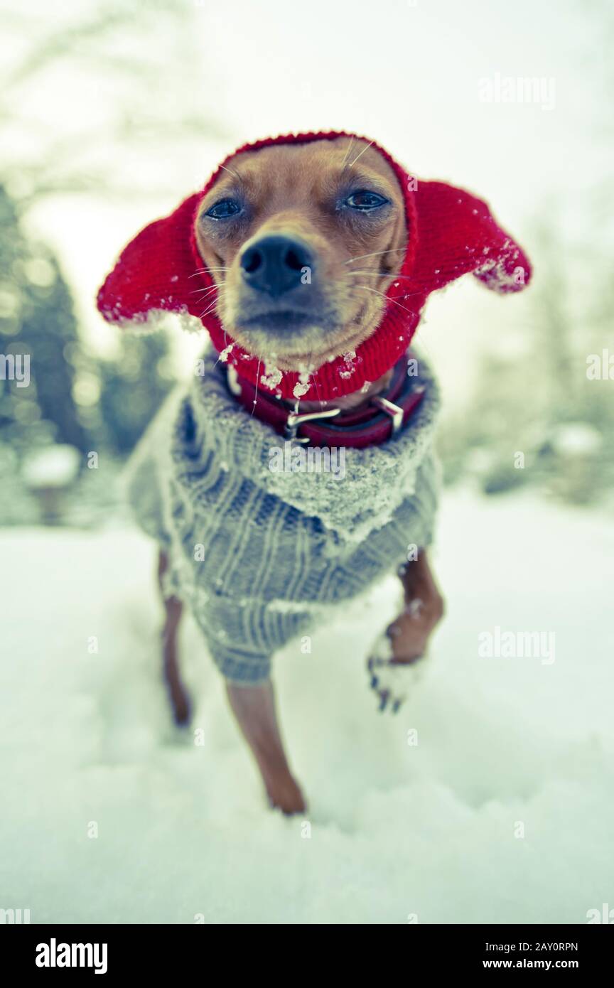 Animal clothing hi-res stock photography and images - Alamy