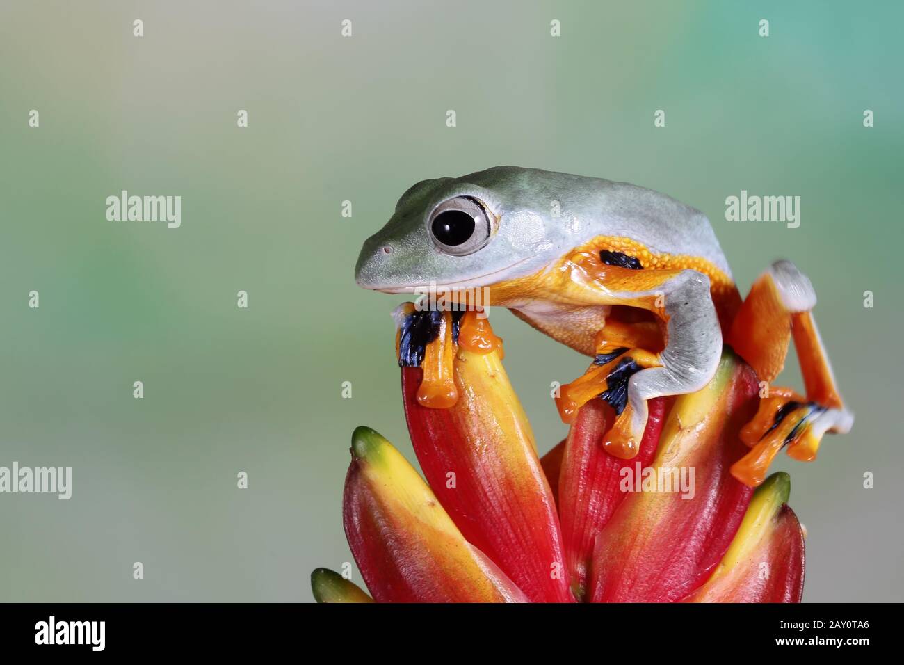 Javan tree frog on a flower bud, Indonesia Stock Photo - Alamy