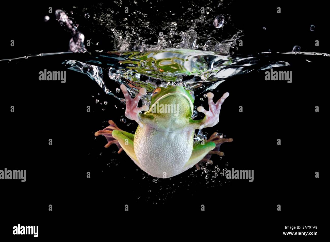 White-lipped tree frog landing in water, Indonesia Stock Photo - Alamy
